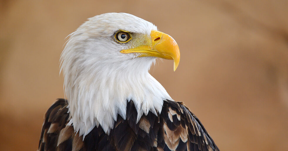Senator Lisa Boscola